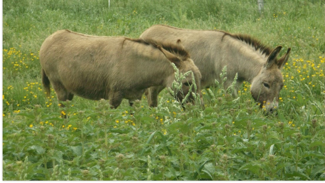 Tours – Fox Chase Farm