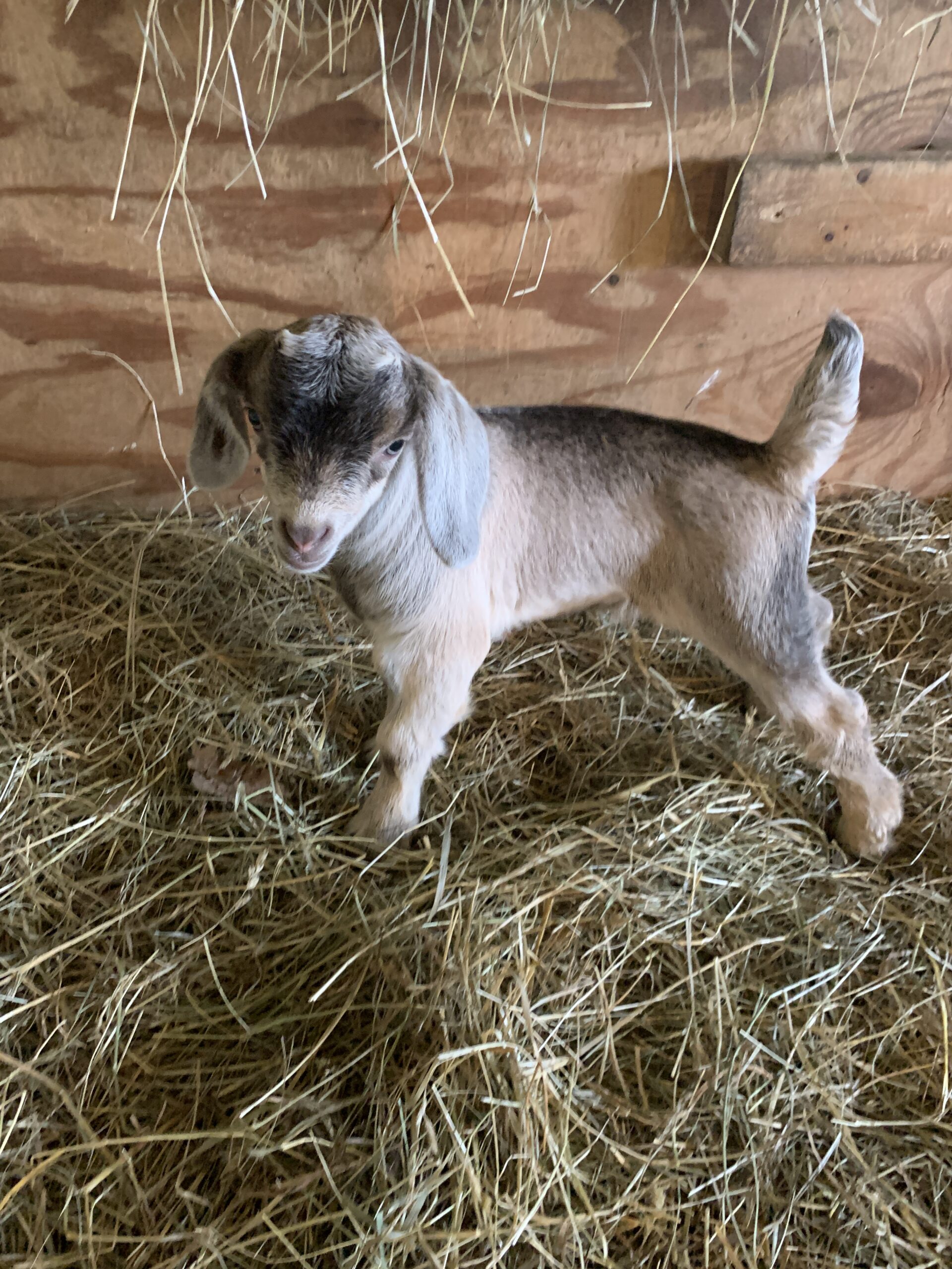 Meet our baby goats – Fox Chase Farm