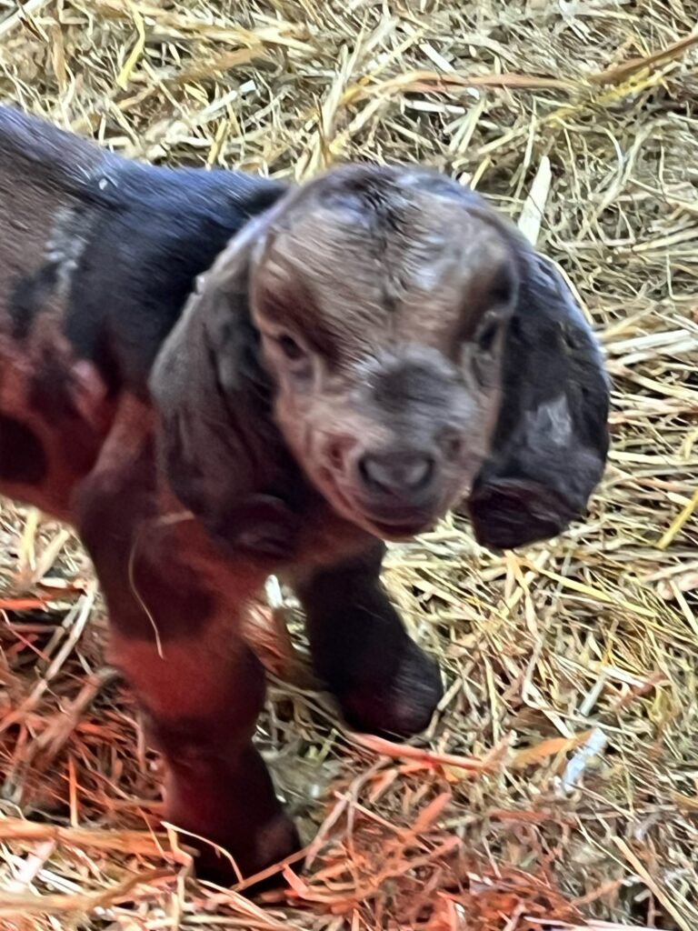 Meet our baby goats. – Fox Chase Farm