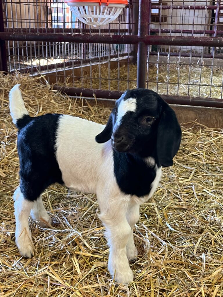 Meet our baby goats. – Fox Chase Farm