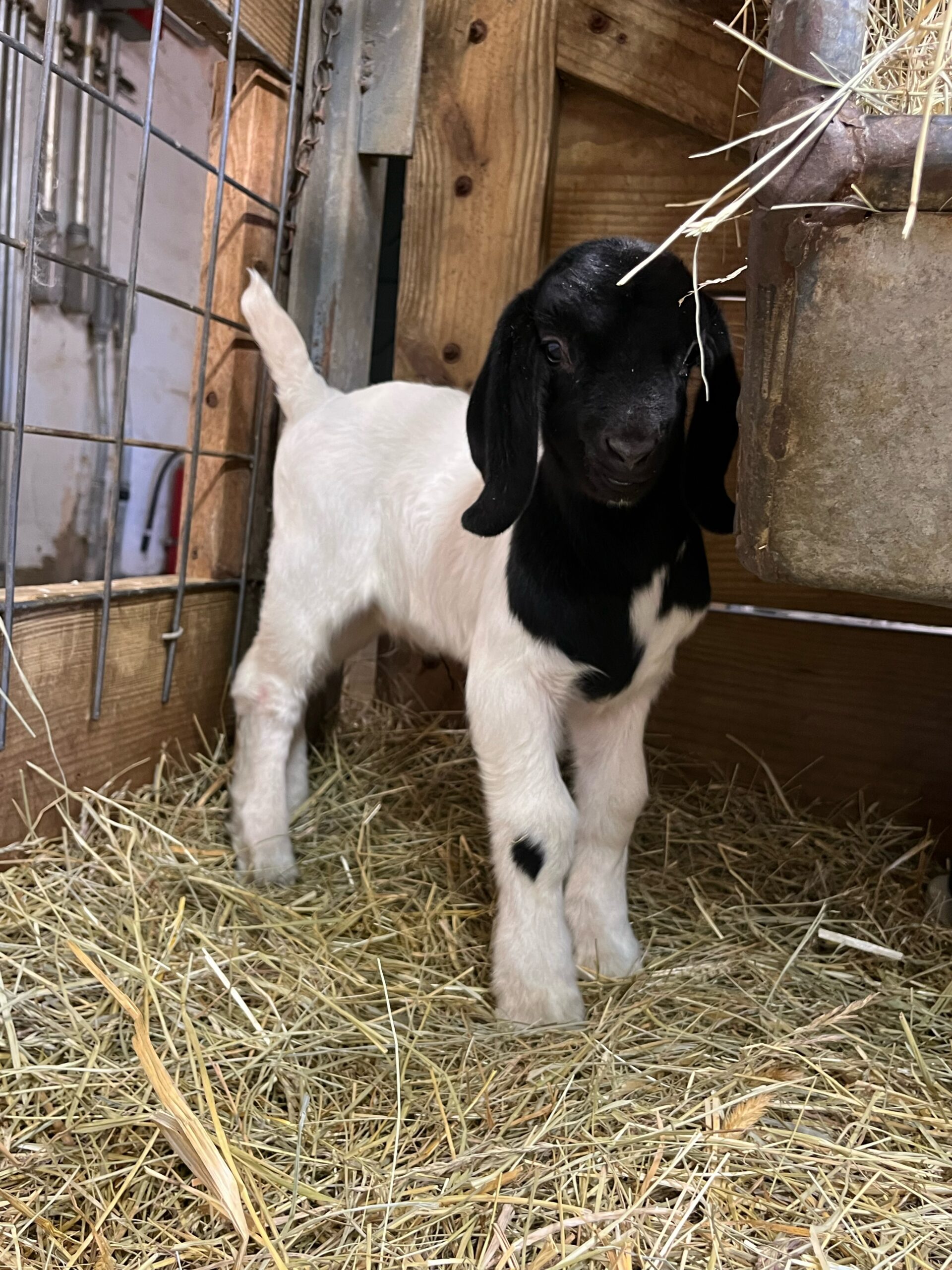 Meet our baby goats. – Fox Chase Farm